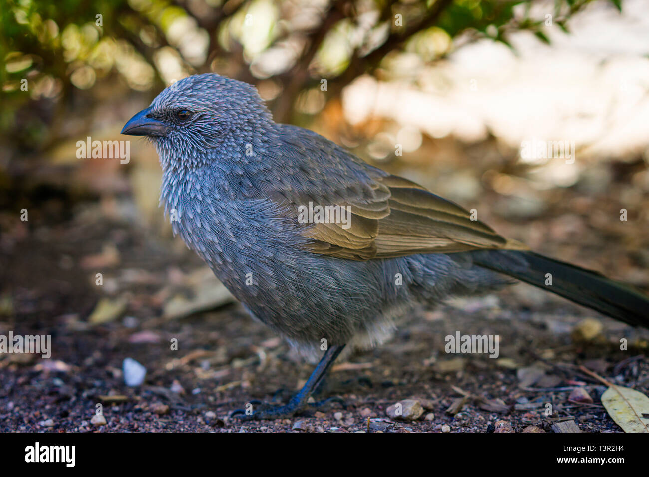 Apostlebird or 'Grey Jumper' (Struthidea cinereal) searching for food ...