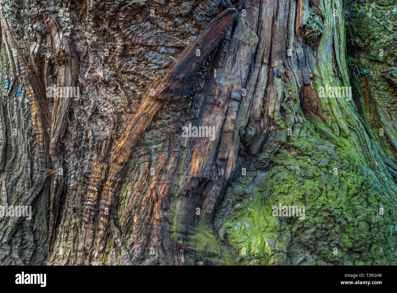 trunk of the tree. Tree age. Roots and large stems. Suitable for making ...