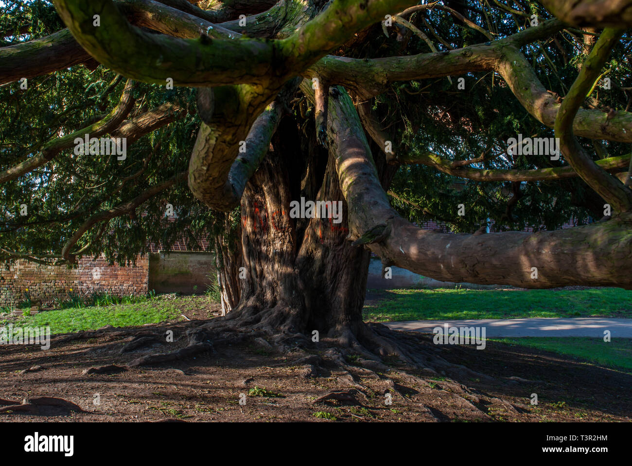 A large tree that branches beautifully In a sunny garden Stock Photo ...