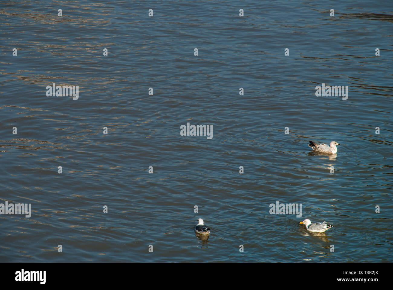 Ducks in their natural environment Suitable for making background ...