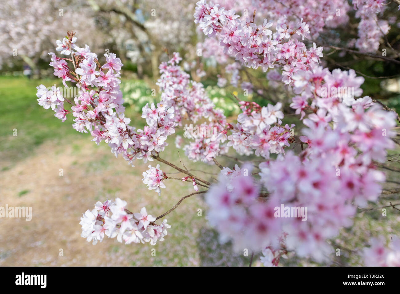Higan Cherry tree blossoms - Prunus subhirtella @ springtime pink ...