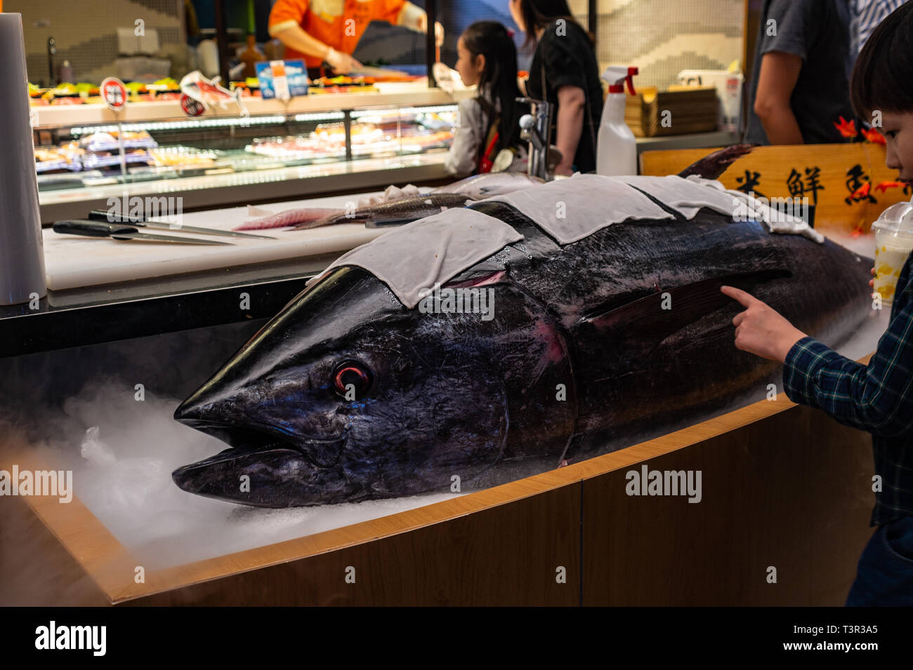 Boy touching bluefin tuna at sushi restaurant Stock Photo - Alamy