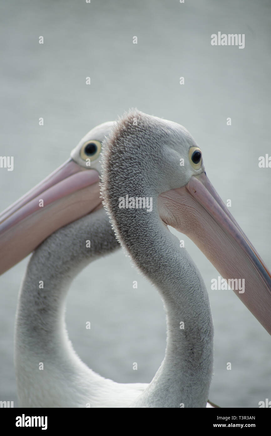Love bird photo and image hi-res stock photography and images - Alamy