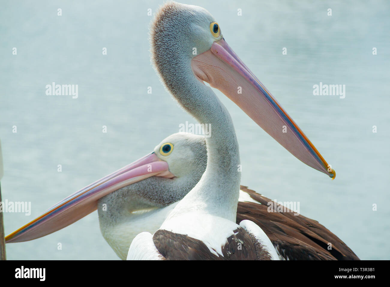 Facing opposite direction hi-res stock photography and images - Alamy
