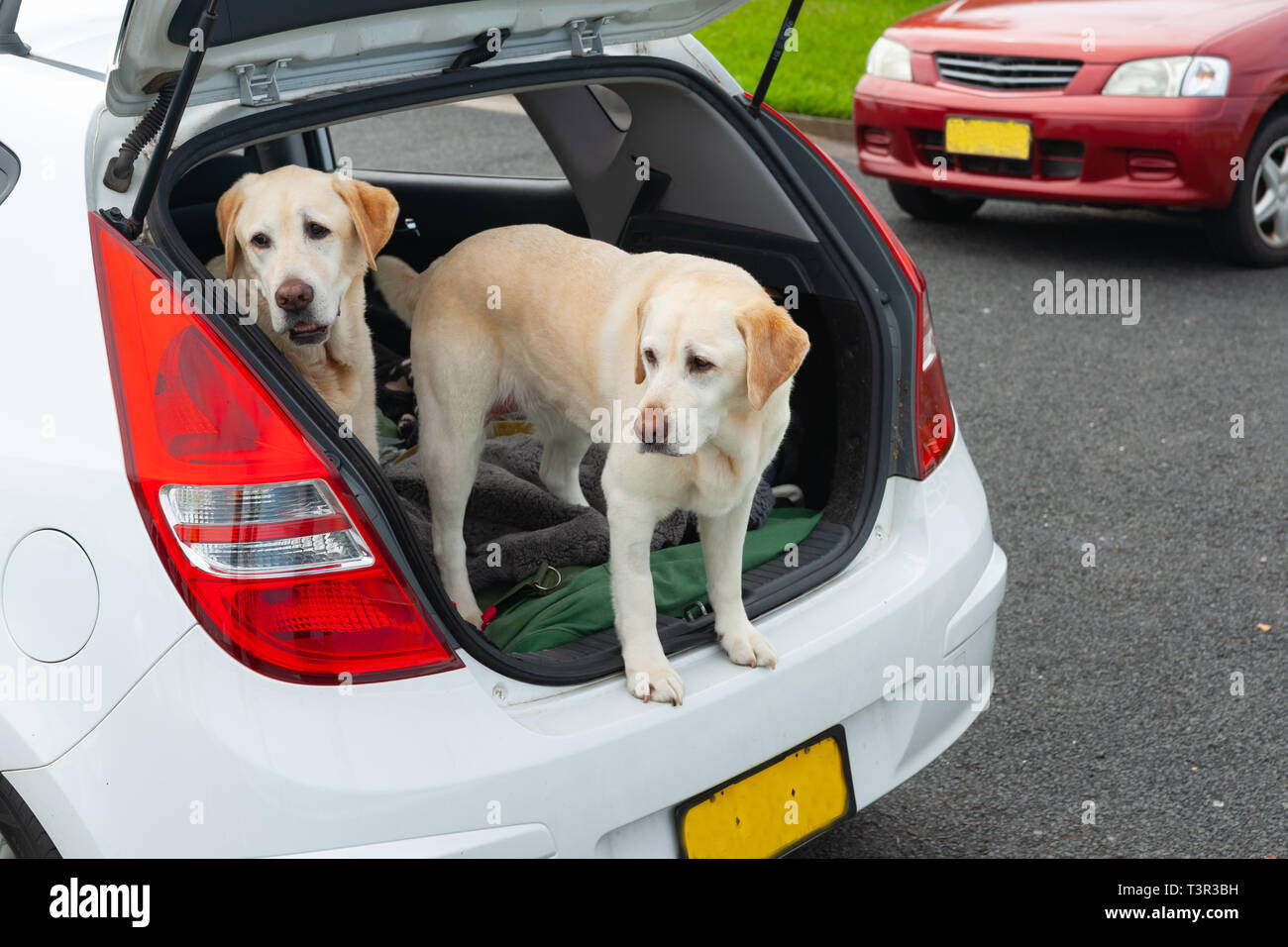Golden dogs in car hi-res stock photography and images - Alamy