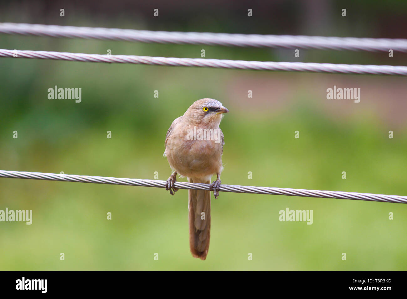 Indian Sparrow on electric line. Indian house sparrow Stock Photo - Alamy