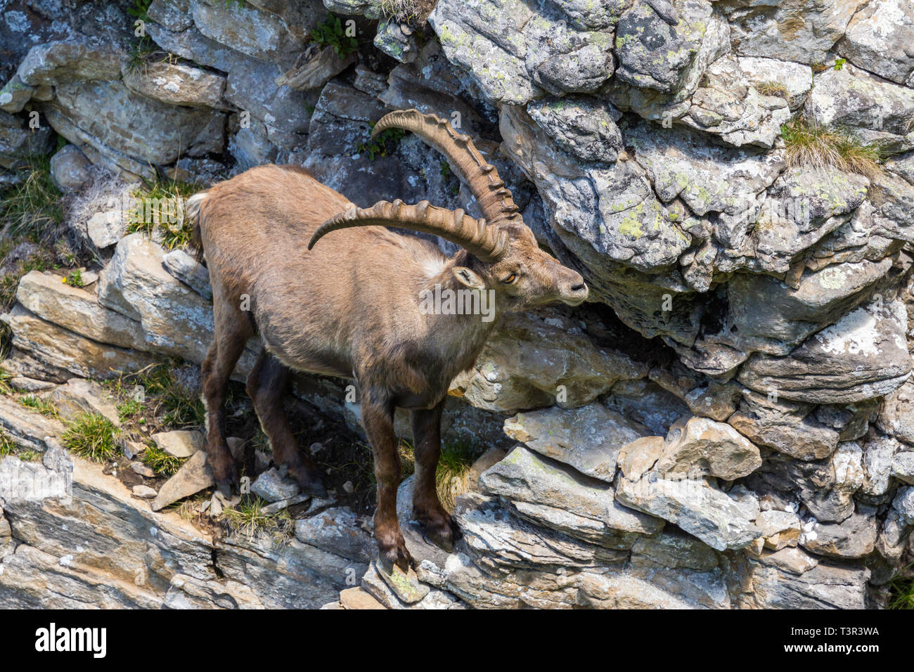 Alpine ibex cliff hi-res stock photography and images - Alamy