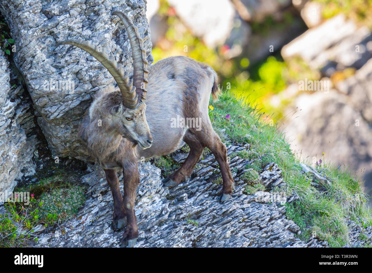 Alpine ibex cliff hi-res stock photography and images - Alamy