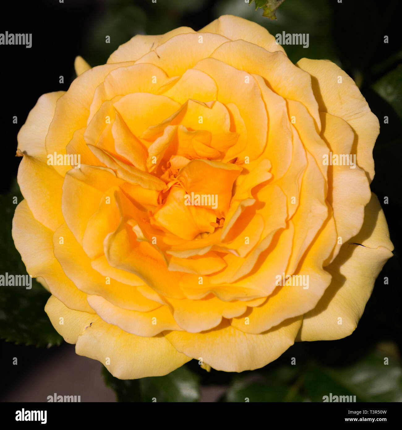 Bright yellow sunlight hi-res stock photography and images - Alamy