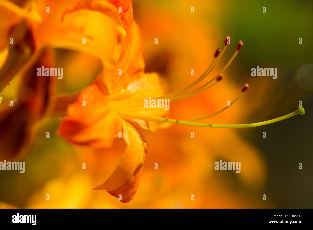 Yellow rhododendron hi-res stock photography and images - Alamy