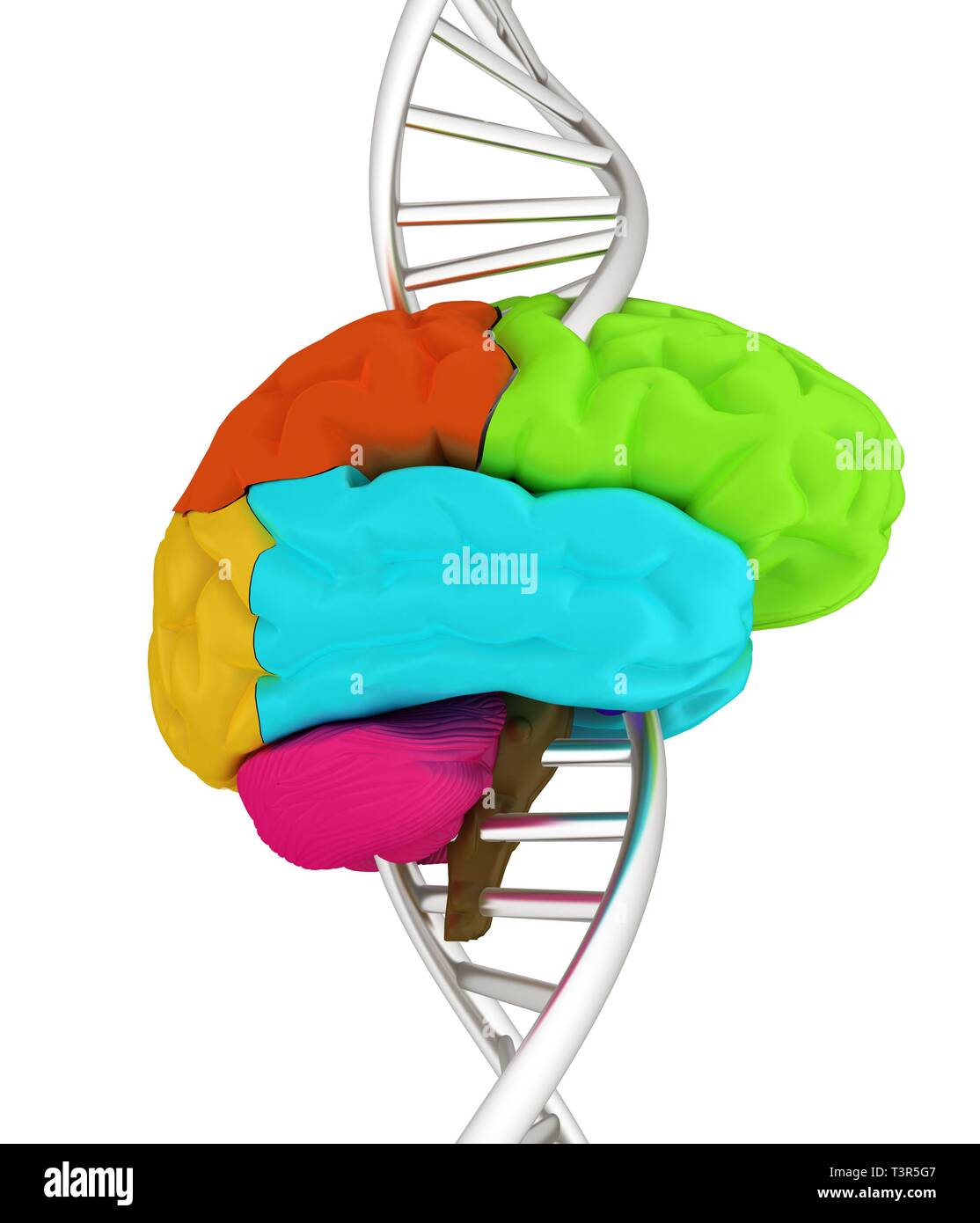 Brain and dna. 3d illustration Stock Photo - Alamy