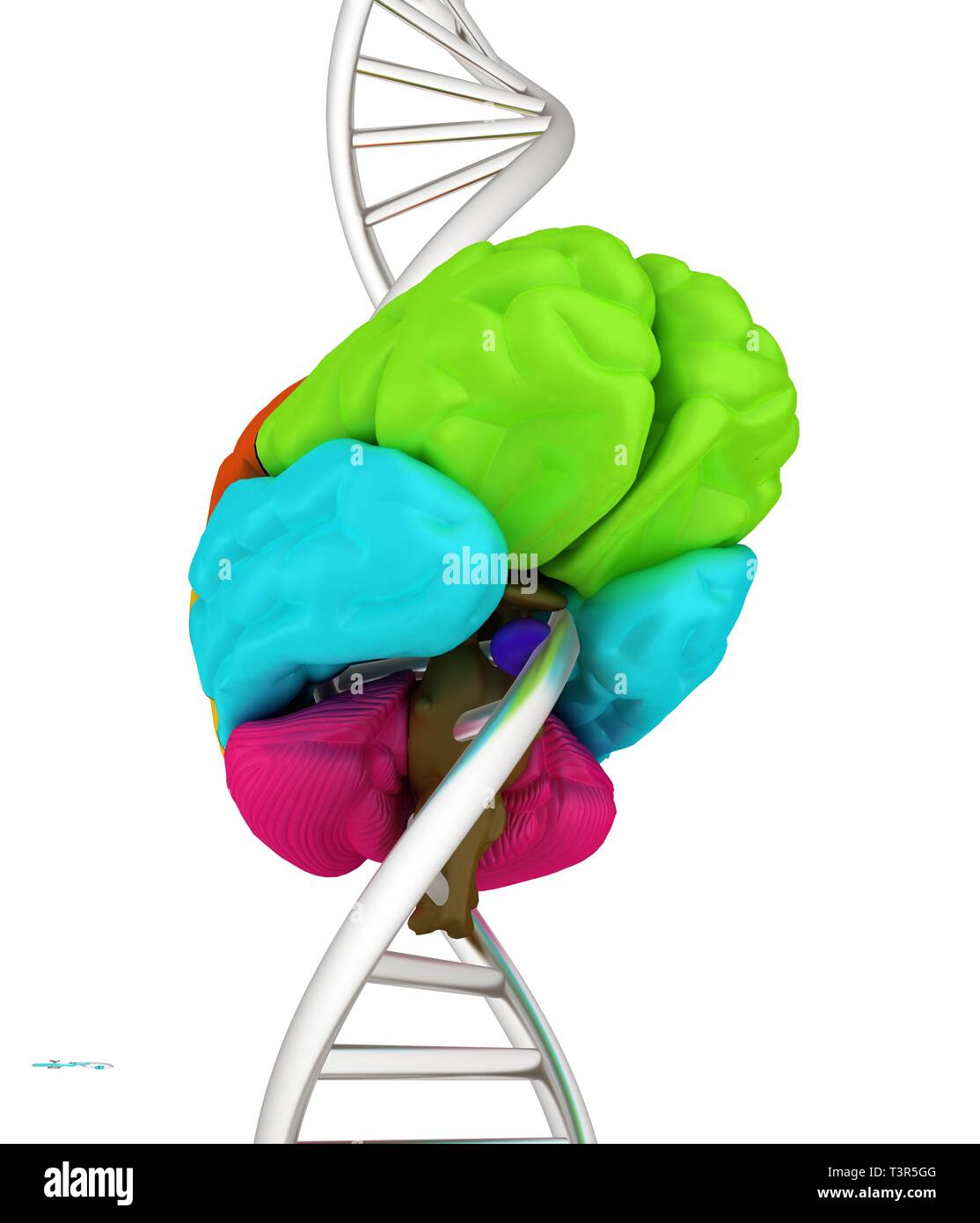 Brain and dna. 3d illustration Stock Photo - Alamy