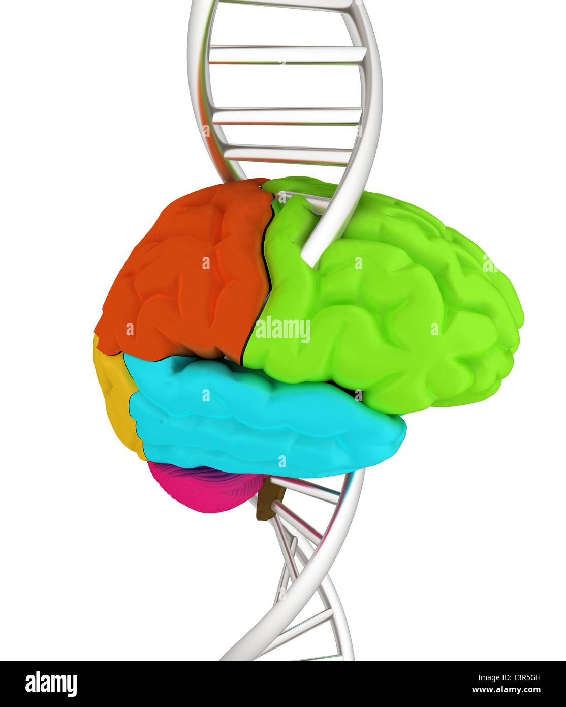 Brain and dna. 3d illustration Stock Photo - Alamy