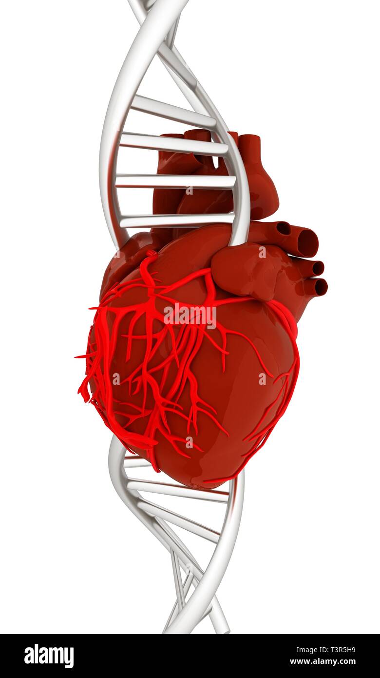 Dna strand and human heart hi-res stock photography and images - Alamy