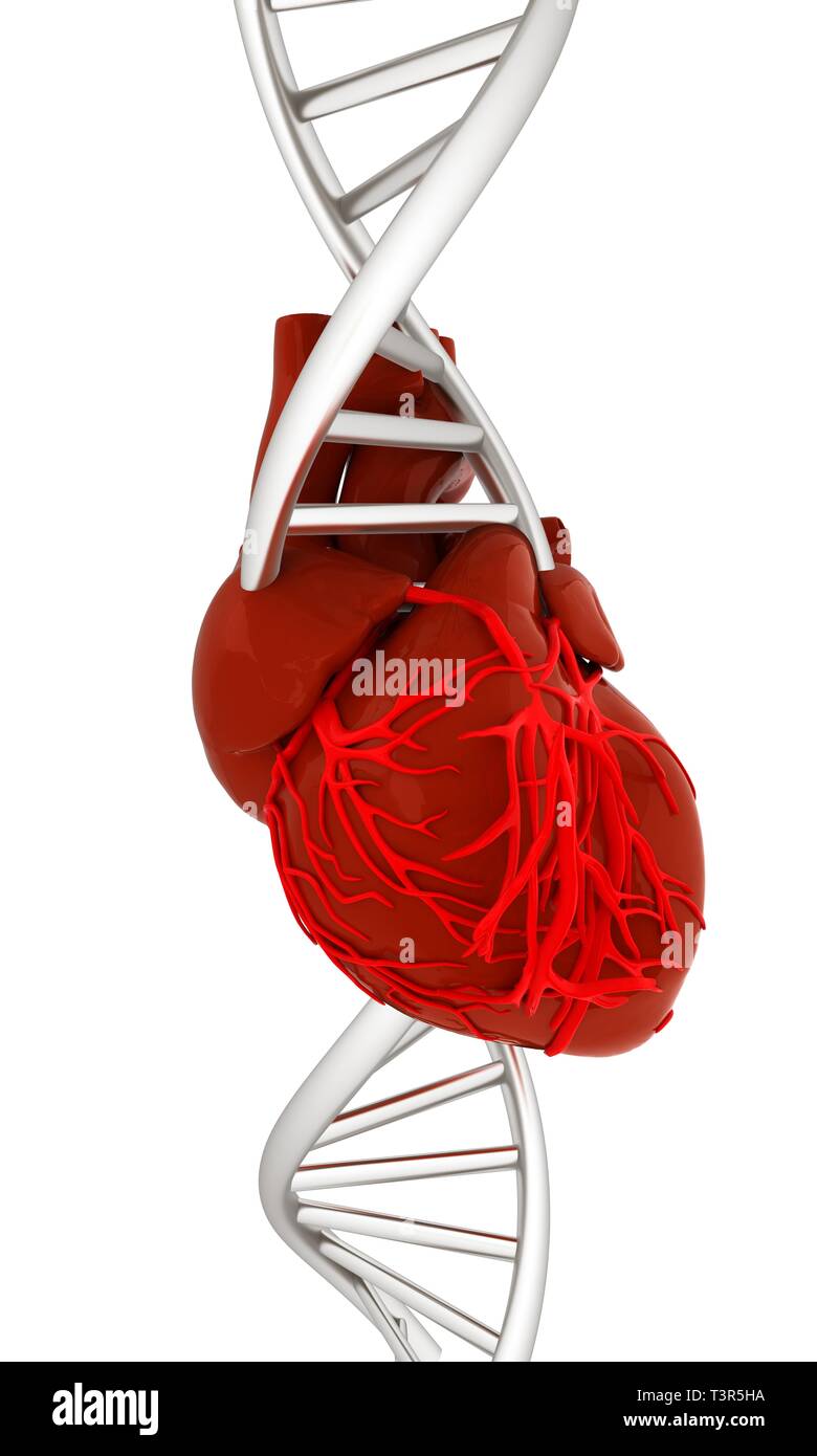 Dna strand and human heart hi-res stock photography and images - Alamy