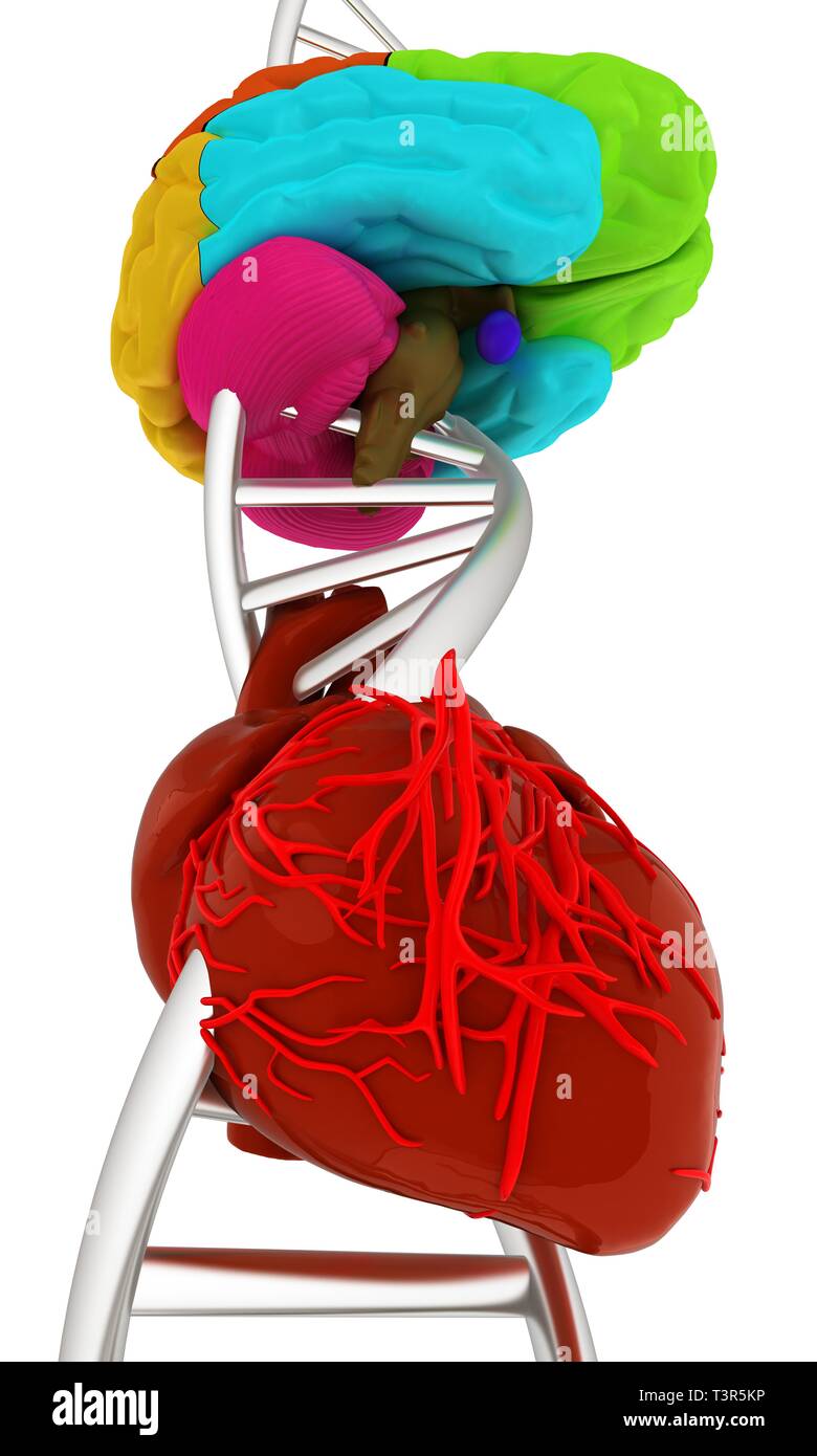 DNA, brain and heart. 3d illustration Stock Photo - Alamy