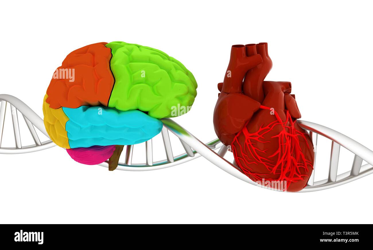 Genes dna brain hi-res stock photography and images - Alamy