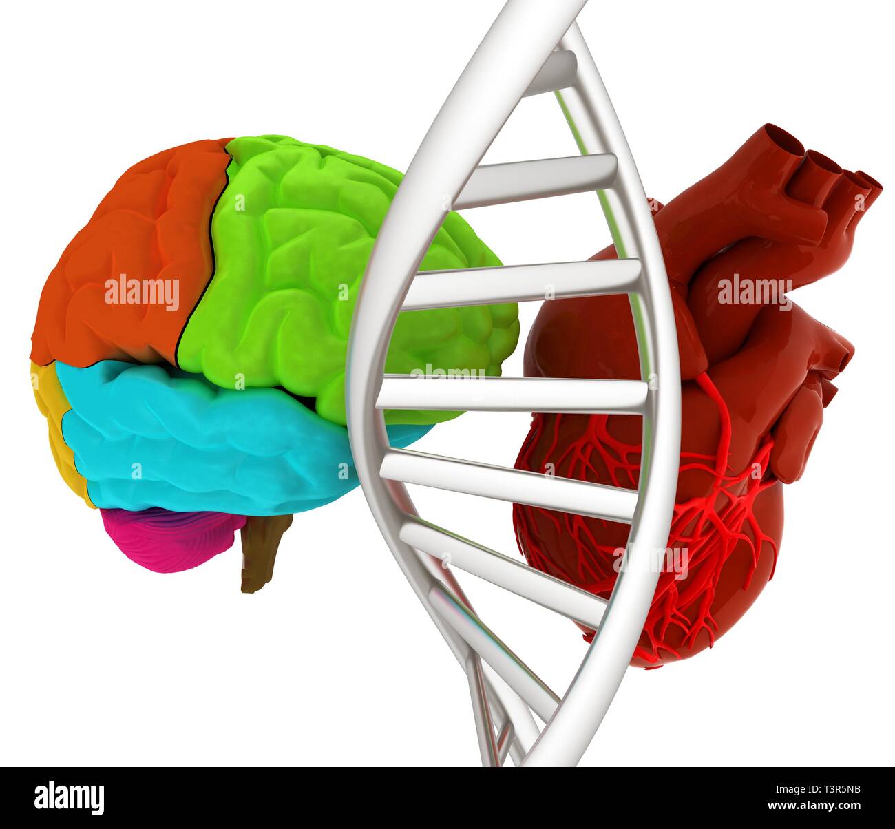 Genes dna brain hi-res stock photography and images - Alamy