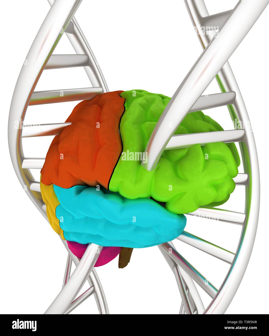Brain and dna. 3d illustration Stock Photo - Alamy