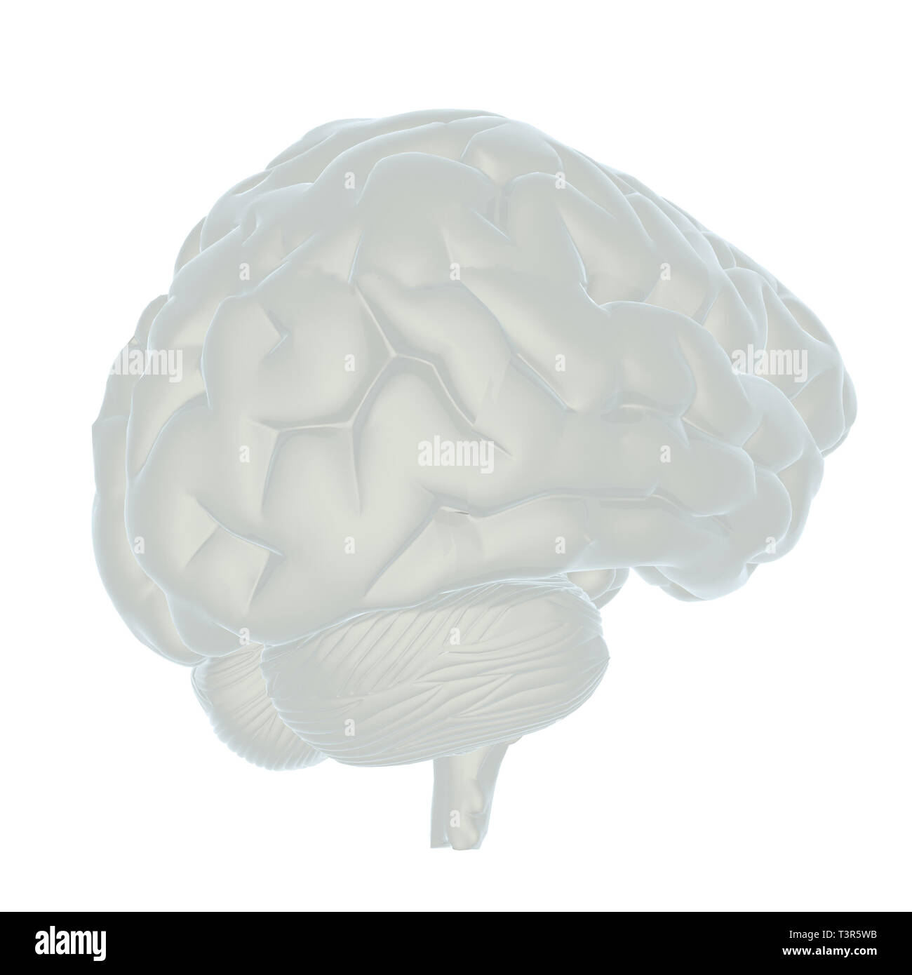 3D illustration of human brain Stock Photo - Alamy