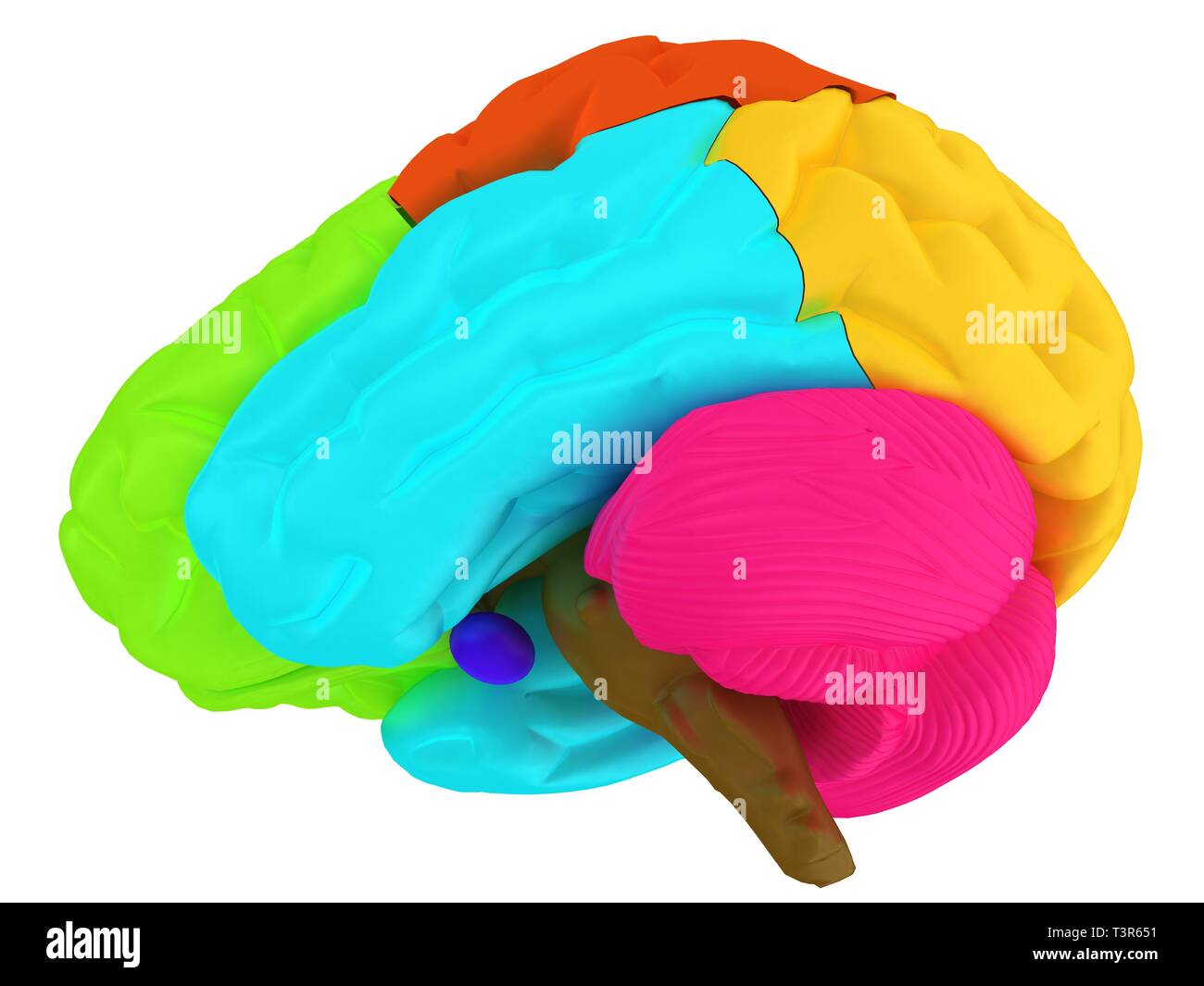 Human brain illustration colourful hi-res stock photography and images ...