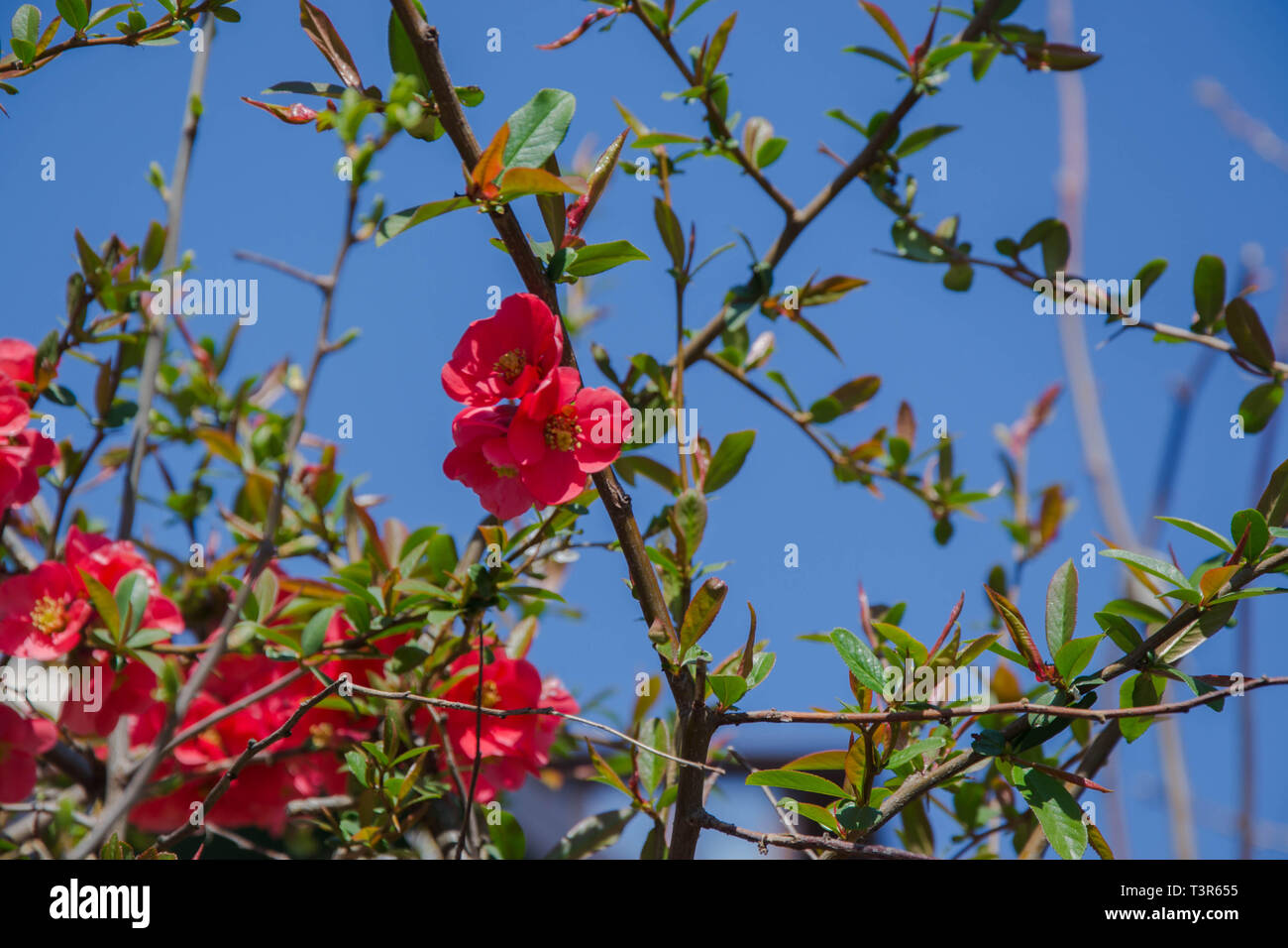 Red Flower spiny Shrub - Chaenomeles speciosa on blue sky background ...