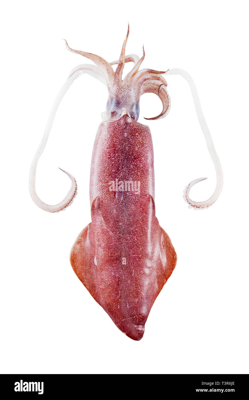 Fresh squid on white background, seafood Stock Photo - Alamy