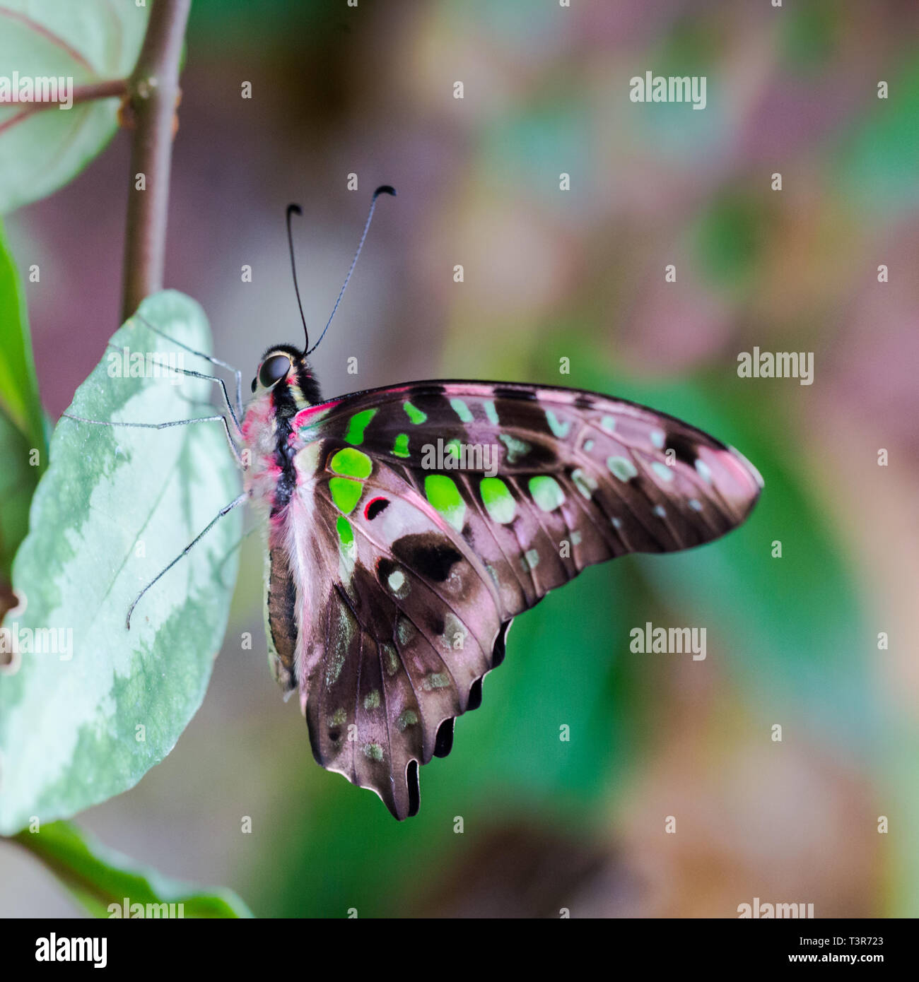 Graphium agamemnon papilionidae butterfly hi-res stock photography and ...