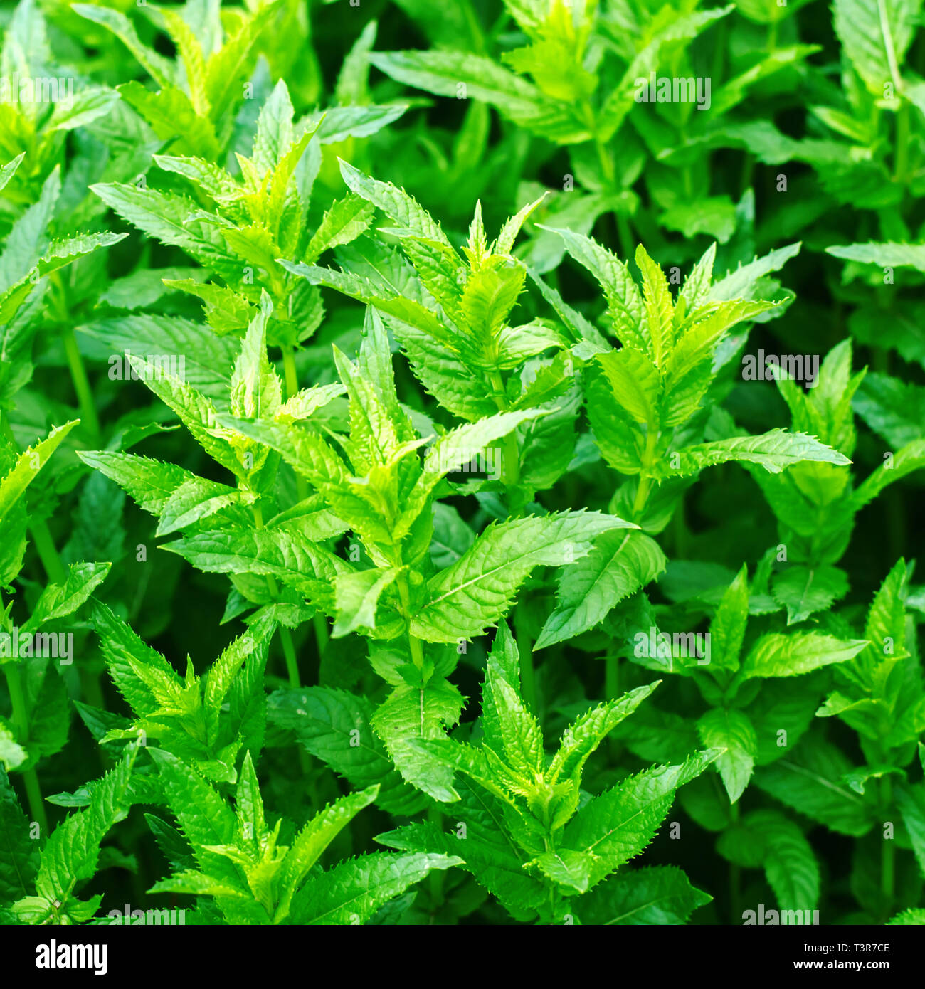 Mint sprouts hi-res stock photography and images - Alamy