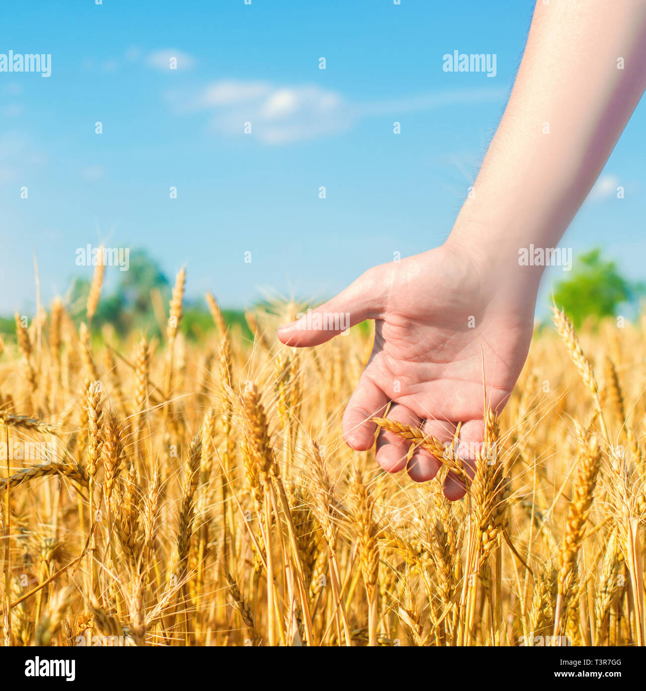 Wheat sprouts in a farmer's hand. wheat culture and blue sky closeup. a ...