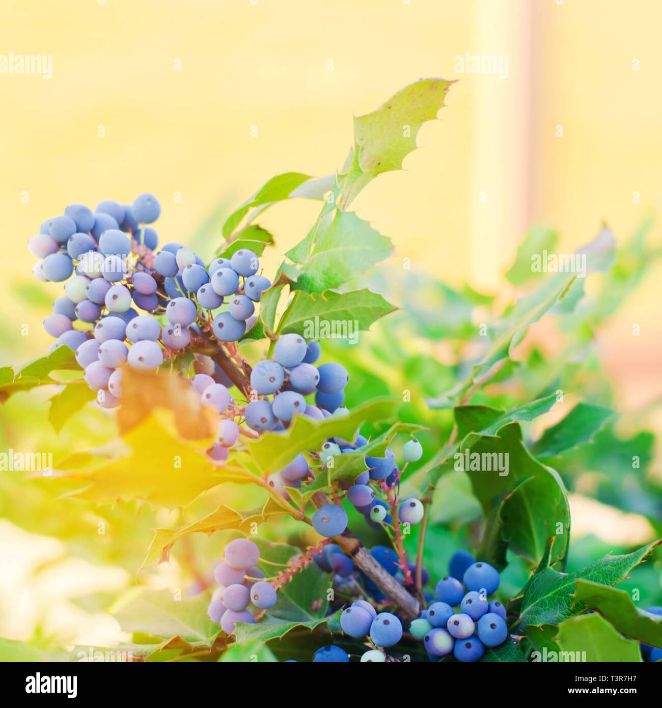 blue berries Mahonia aquifolium (Oregon-grape or Oregon grape) and bush ...