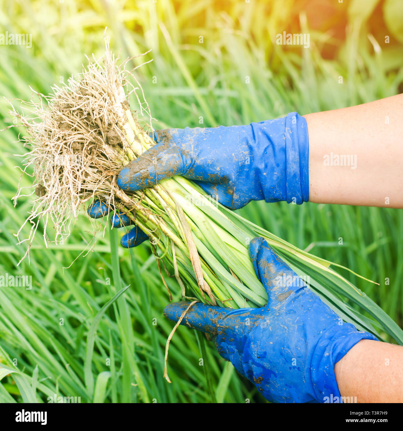 Planting leeks seedlings hi-res stock photography and images - Alamy