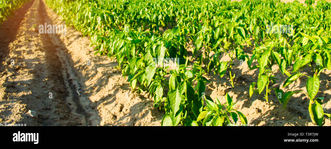 vegetable rows of pepper grow in the field. farming, agriculture ...