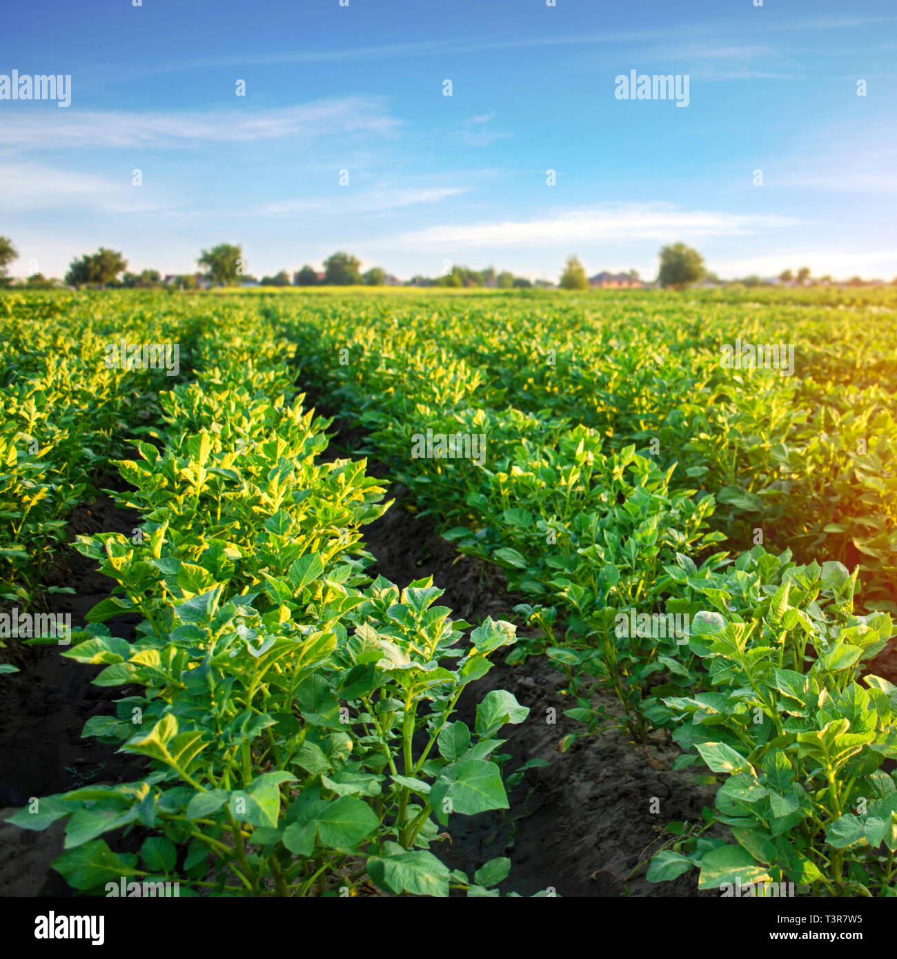potato plantations grow in the field. vegetable rows. farming, agriculture. Landscape with ...