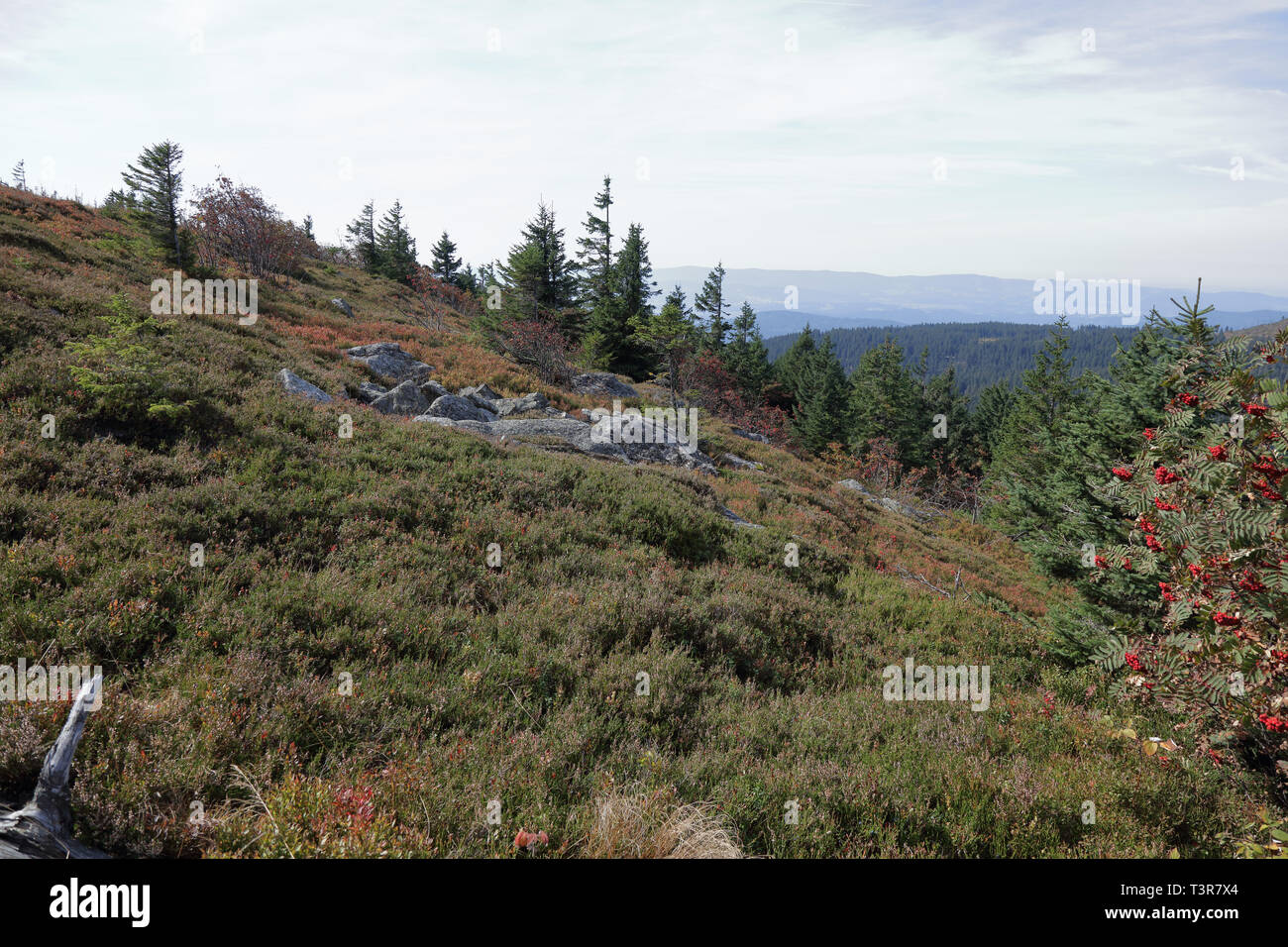 Arber / Arber Stock Photo - Alamy