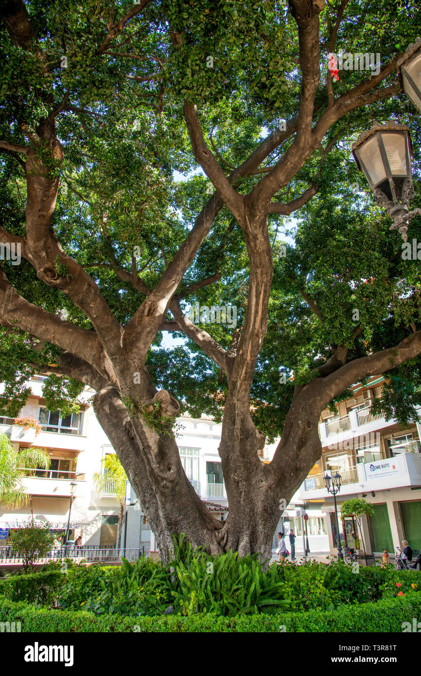 Malaga constitution hi-res stock photography and images - Alamy