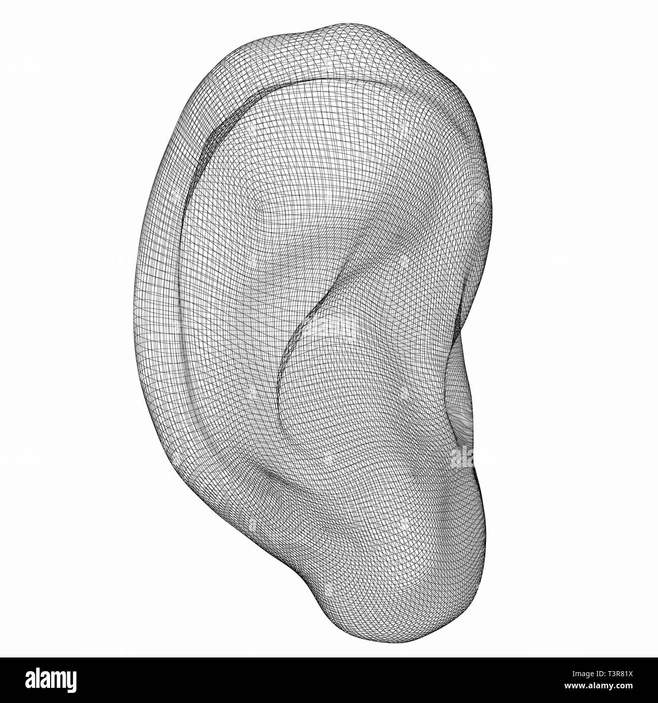 Ear digital model. 3d illustration Stock Photo - Alamy