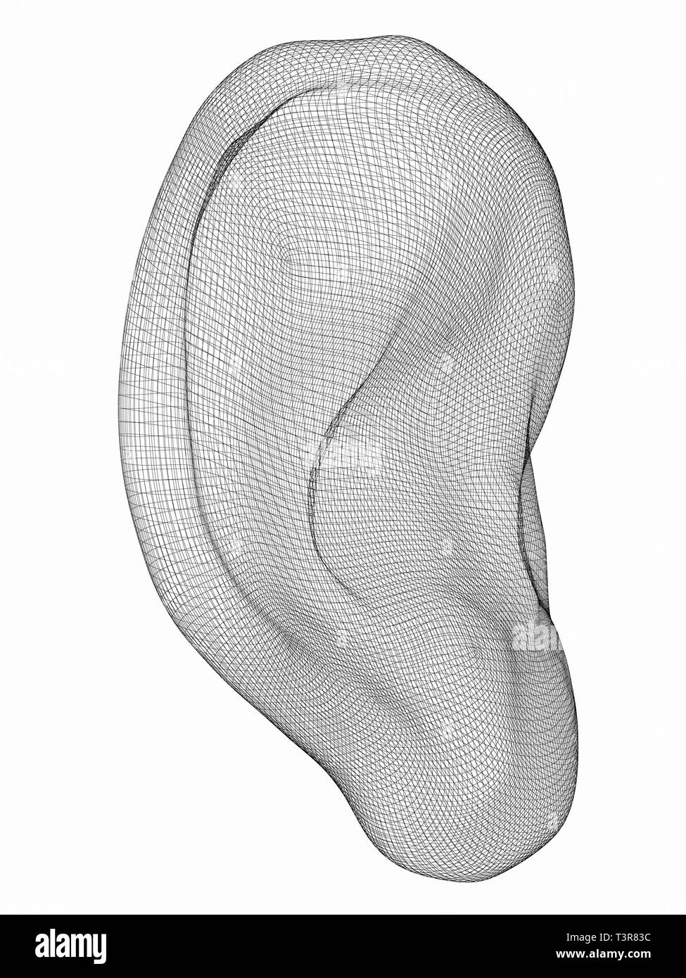 Ear digital model. 3d illustration Stock Photo - Alamy