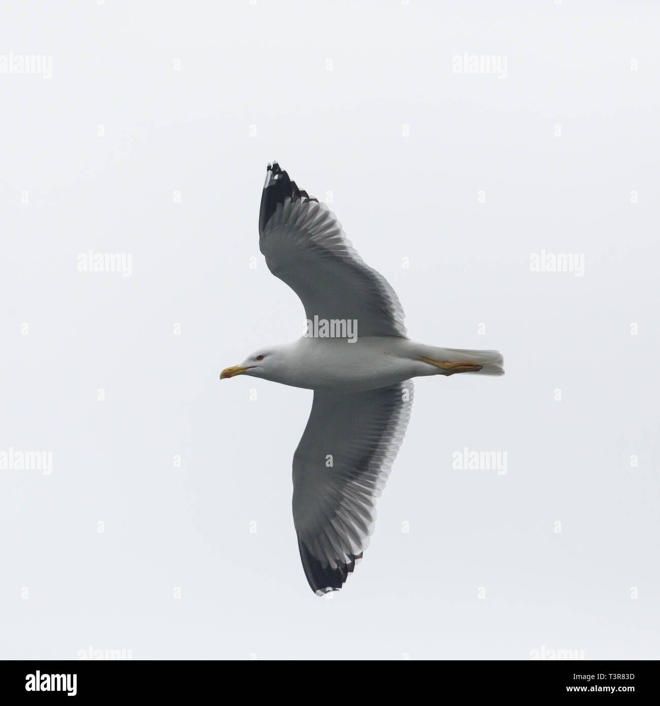 close view isolated natural sea gull in flight, white sky, spread wings ...