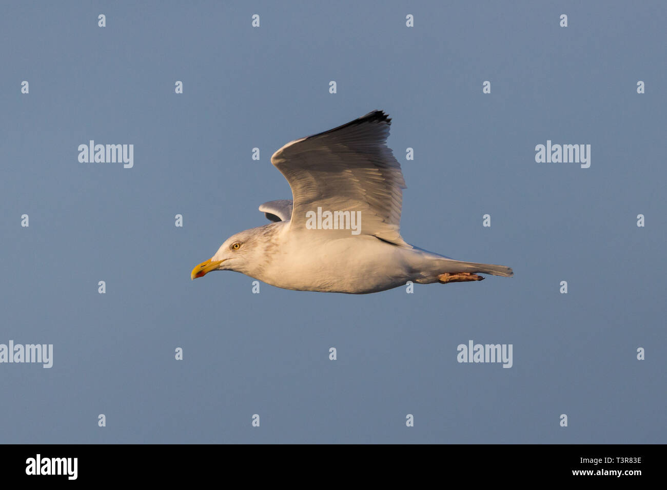 Close up view of gull hi-res stock photography and images - Alamy