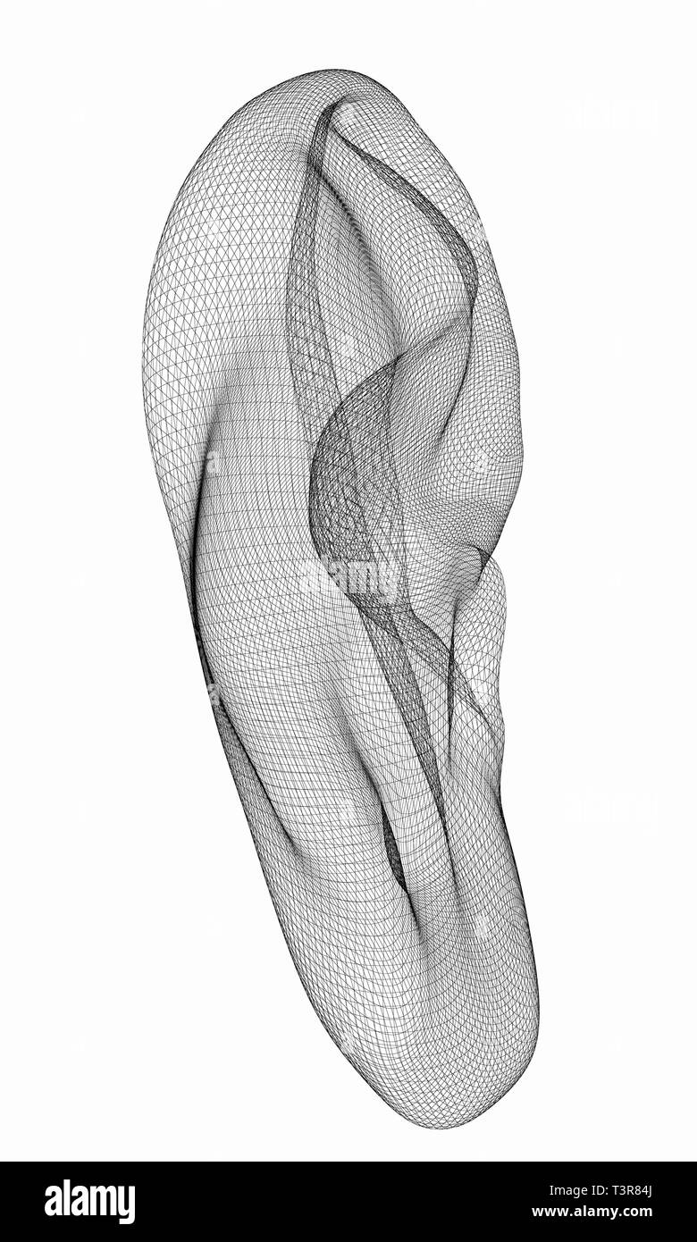 Ear digital model. 3d illustration Stock Photo - Alamy