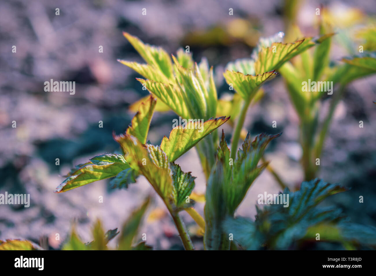 Raspberry plant starting to grow in the spring Stock Photo - Alamy