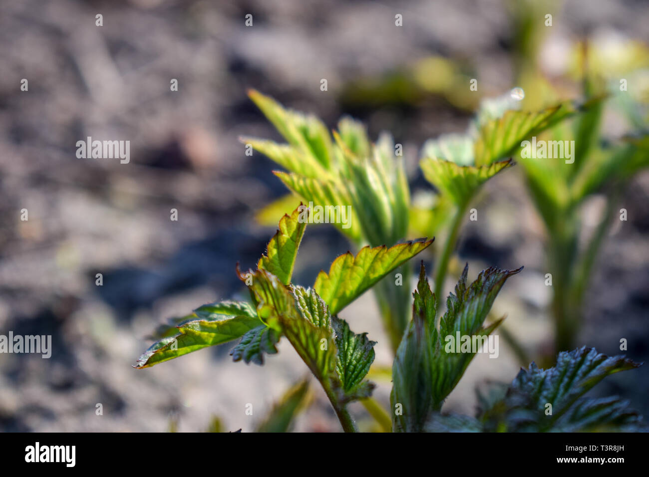 Raspberry plant starting to grow in the spring Stock Photo - Alamy