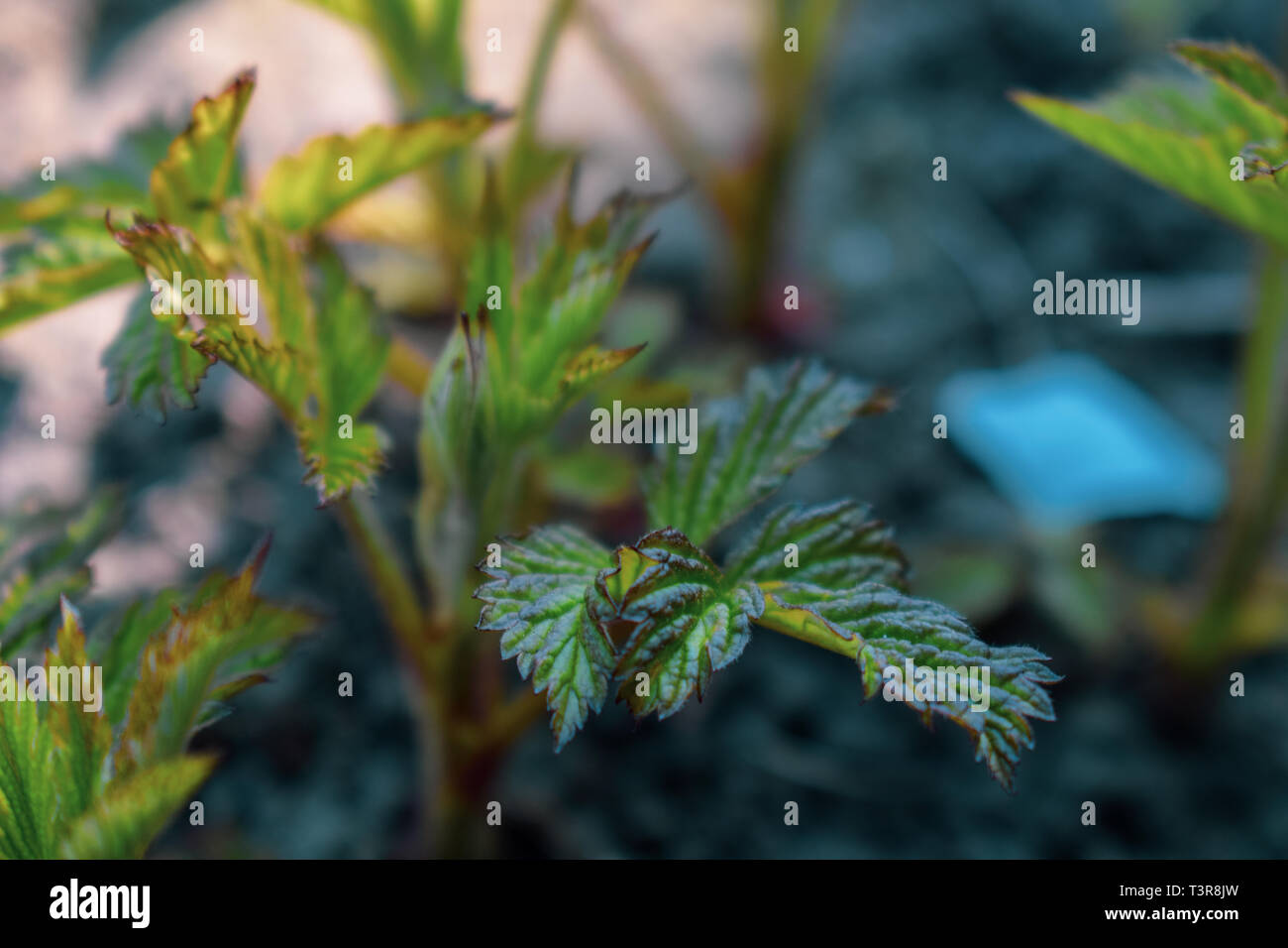 Raspberry plant starting to grow in the spring Stock Photo - Alamy