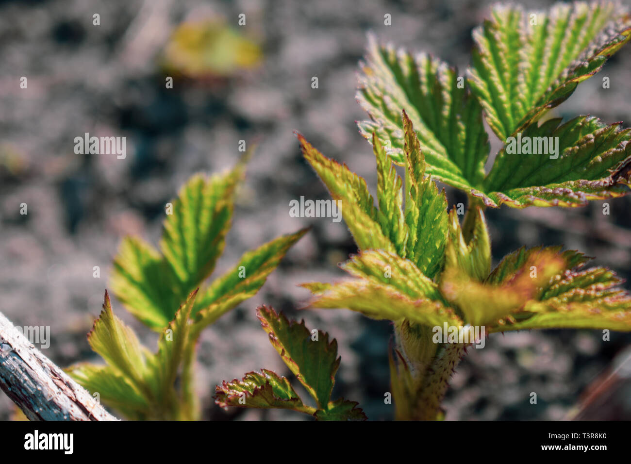 Raspberry plant starting to grow in the spring Stock Photo - Alamy