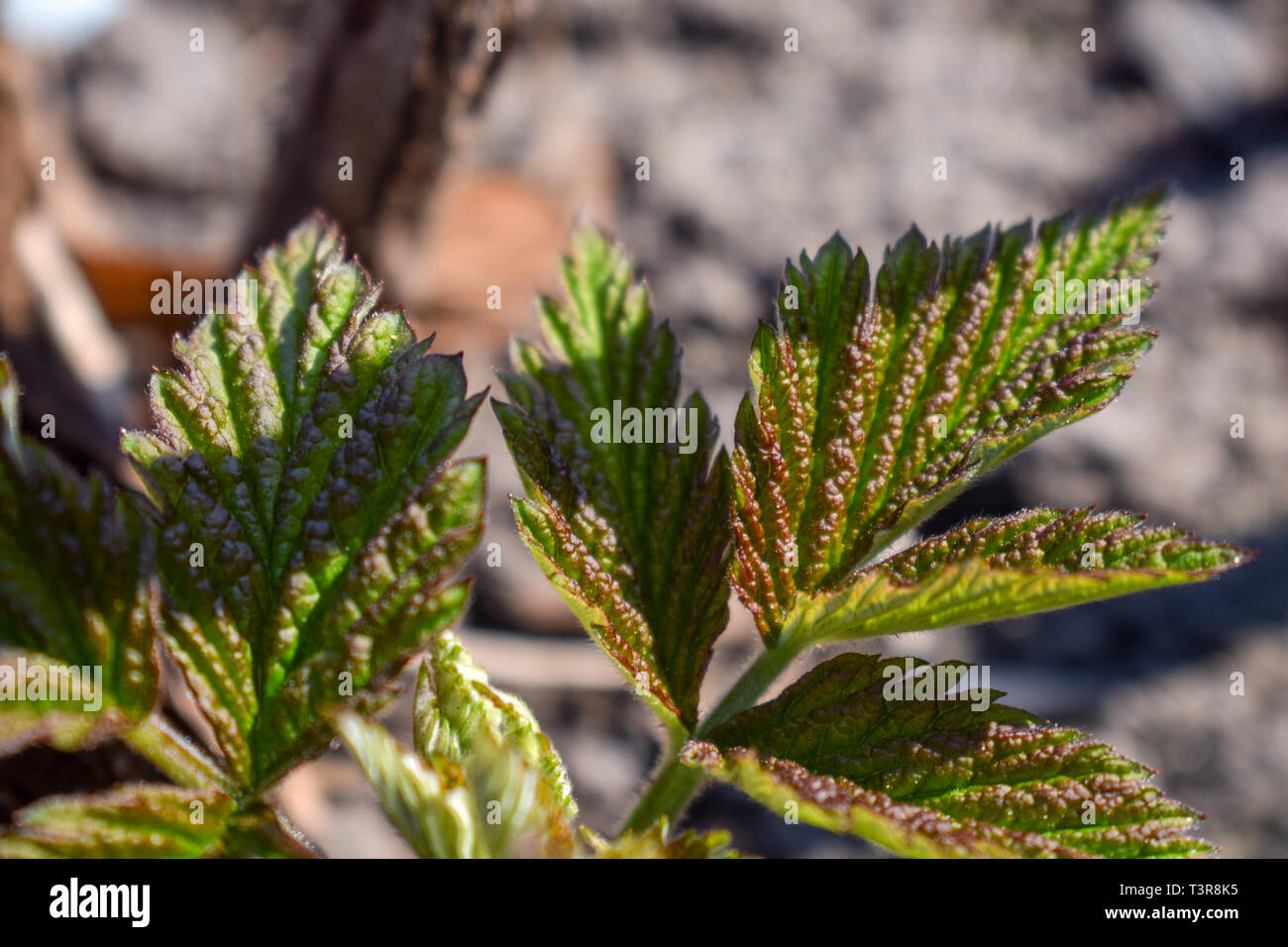 Raspberry plant starting to grow in the spring Stock Photo - Alamy