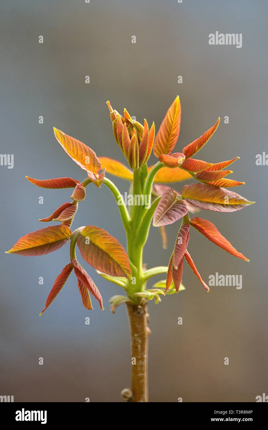 Young walnut tree hi-res stock photography and images - Alamy