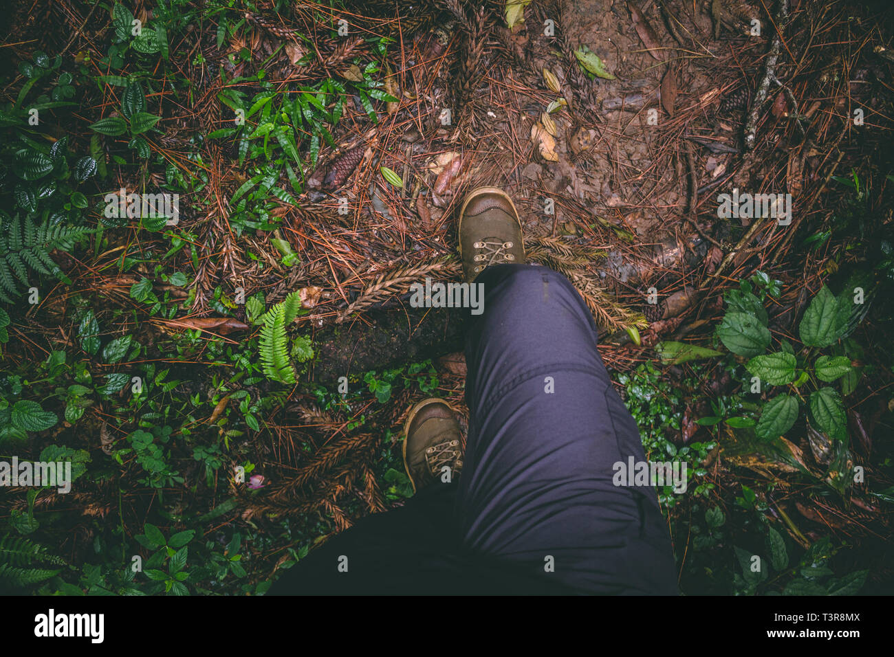 Exploring new paths in the forest Stock Photo - Alamy