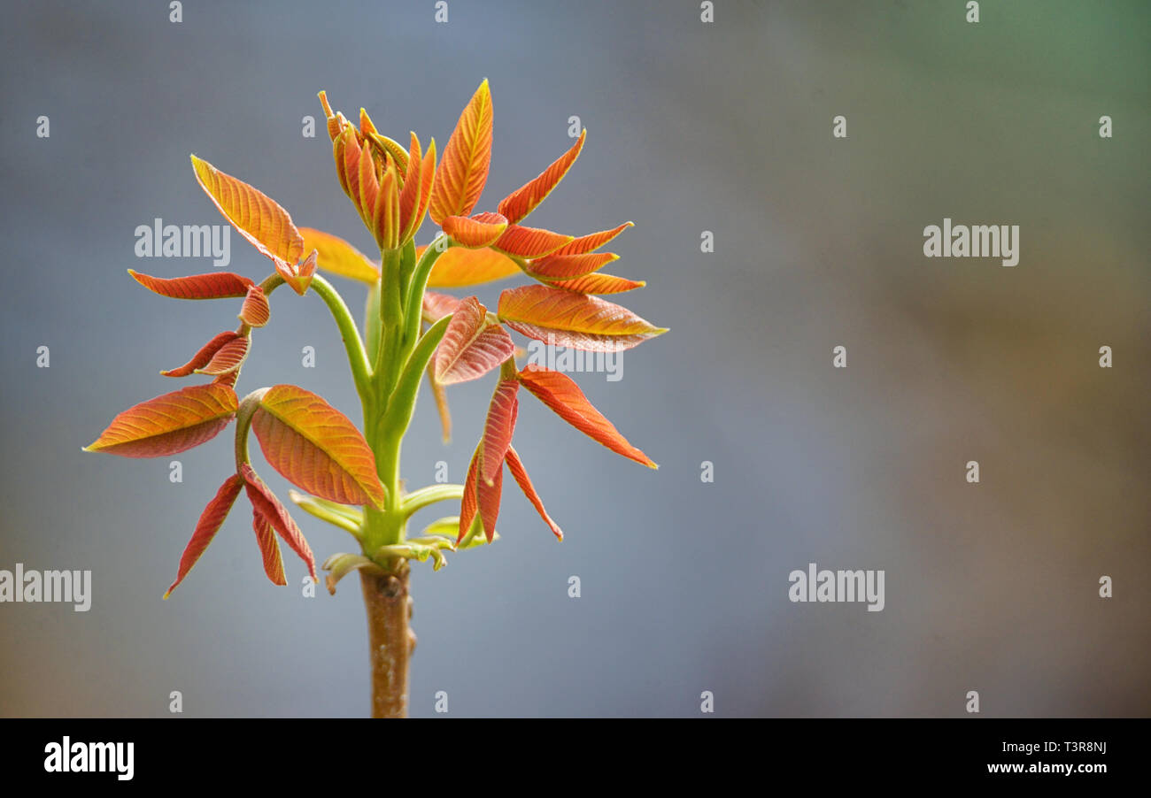 Young walnut tree hi-res stock photography and images - Alamy