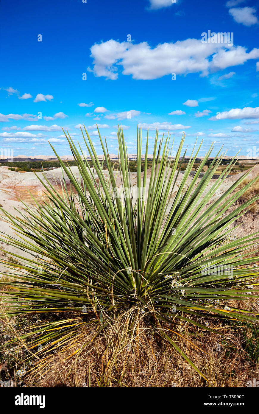 Soapweed yucca (Yucca glauca) in Badlands National Park, South Dakota ...